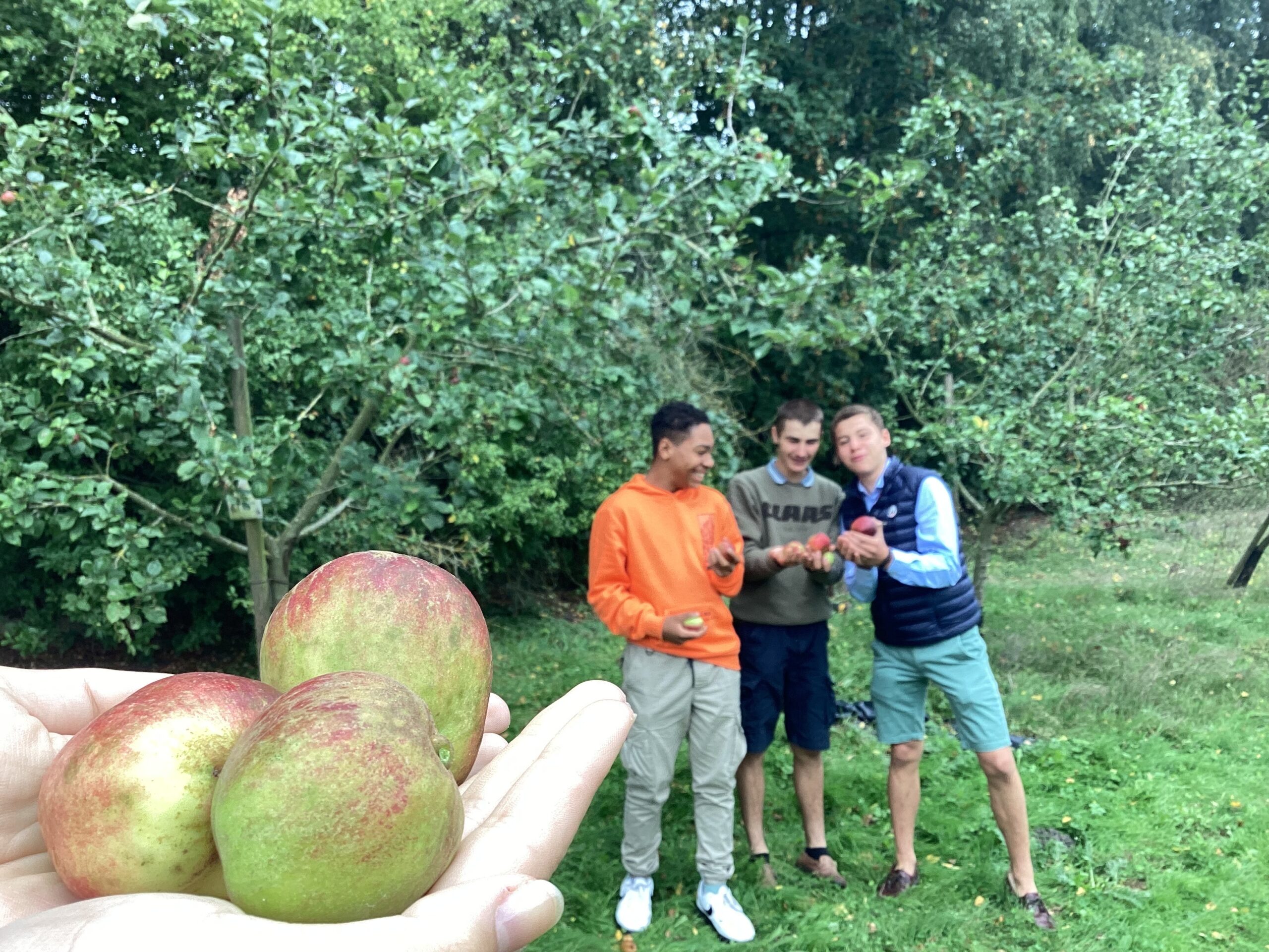 La pommeraie d'Anchin a donné sa production ! - Institut d'Anchin